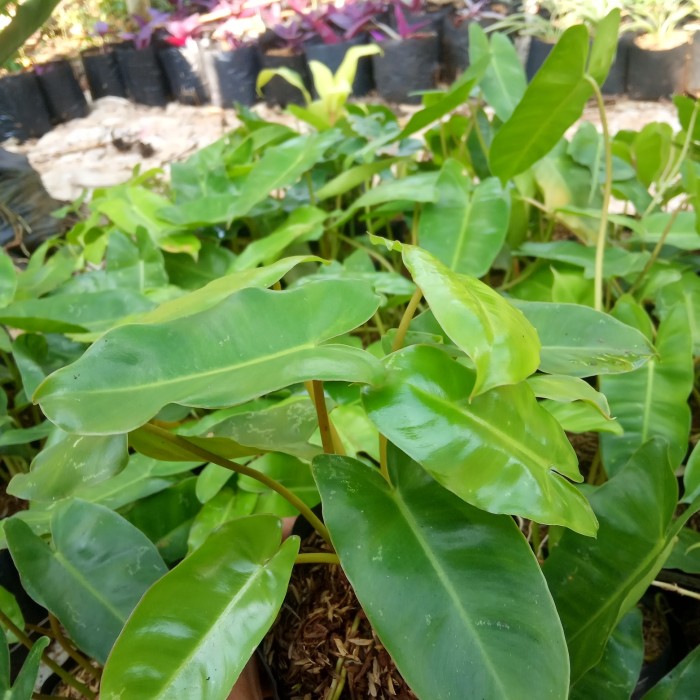 Jual PROMO philodendron burlemarx hijau / tanaman hias philo brekele ...