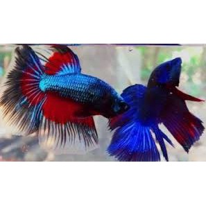 Jual stiker cupang | Shopee Indonesia