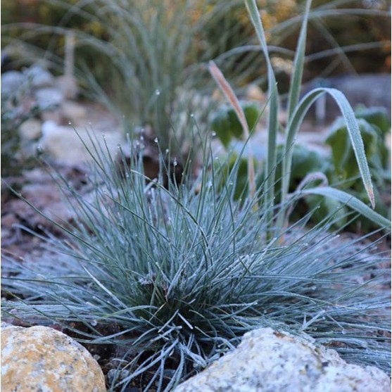 Jual TANAMAN HIAS BLUE GRASS ATAU RUMPUT BIRU | Shopee Indonesia