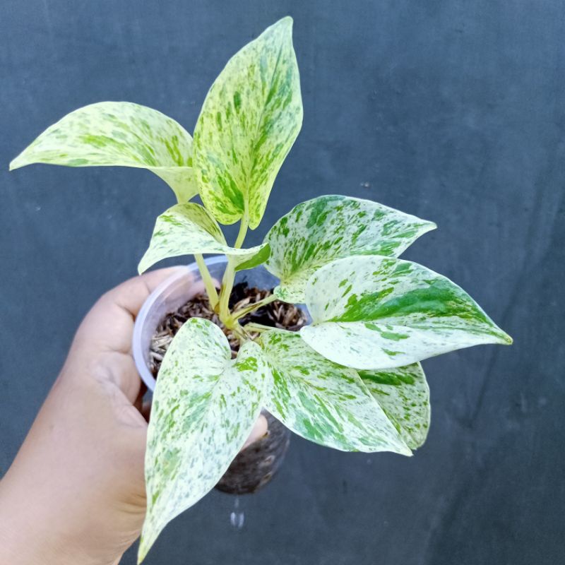 Jual TANAMAN HIAS GANTUNG SIRIH MARBLE QUEEN - SIRIH VARIEGATA | Shopee ...