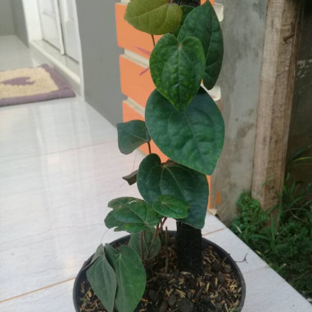 Jual TANAMAN SIRIH HITAM HERBAL TOGA | Shopee Indonesia