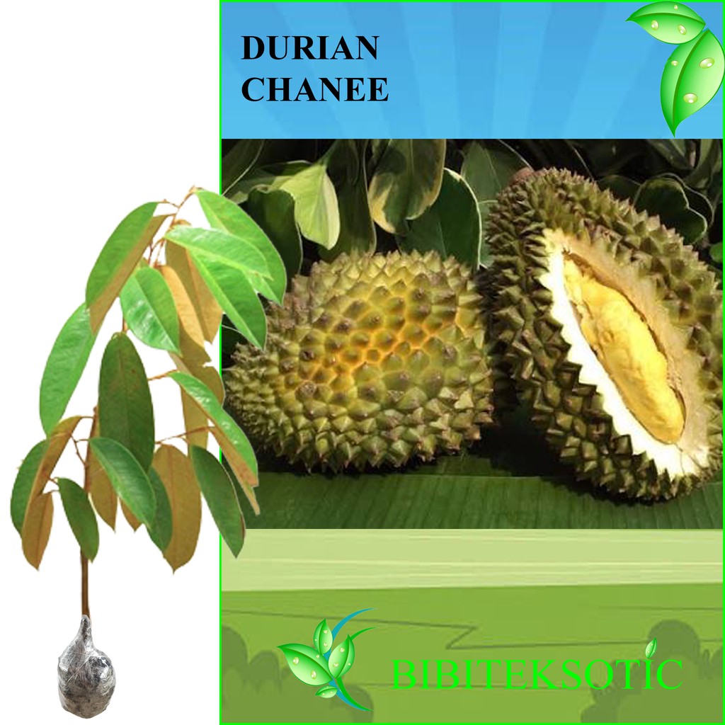 Jual Tanaman Durian Kani / Chanee (Tinggi 40-60 cm) | Shopee Indonesia