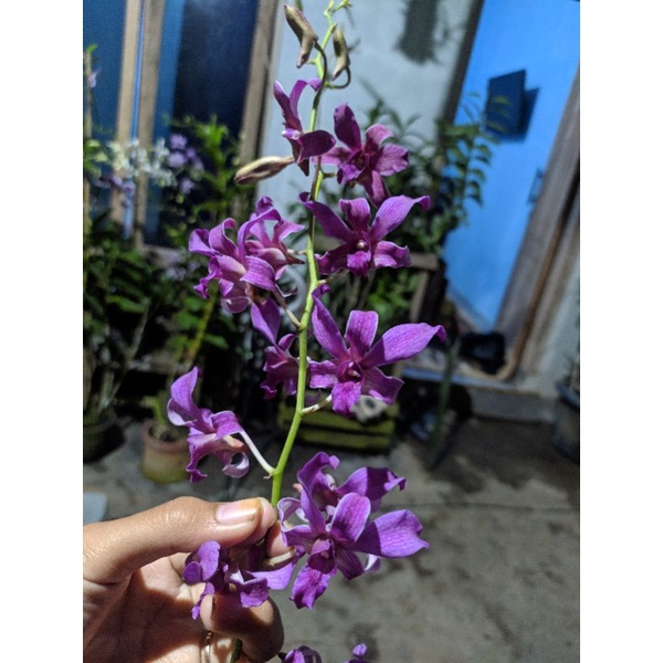 Jual Anggrek Kaiki Dendrobium tual maluku.Rajin bunga | Shopee Indonesia