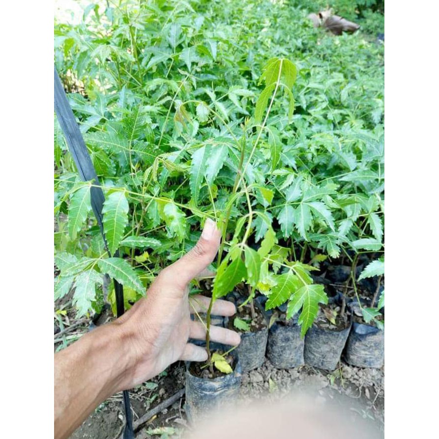 Jual *_@ 1 Kg Benih Biji Pohon Mimba Siap Semai #As_ | Shopee Indonesia