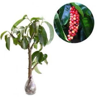 Jual pohon buah buni Harga Terbaik & Termurah Agustus 2025 | Shopee ...