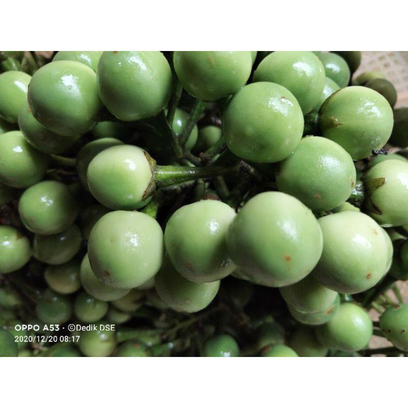 Jual BUAH CEPOKAK TEKOKAK SEGAR 250 GRAM | Shopee Indonesia