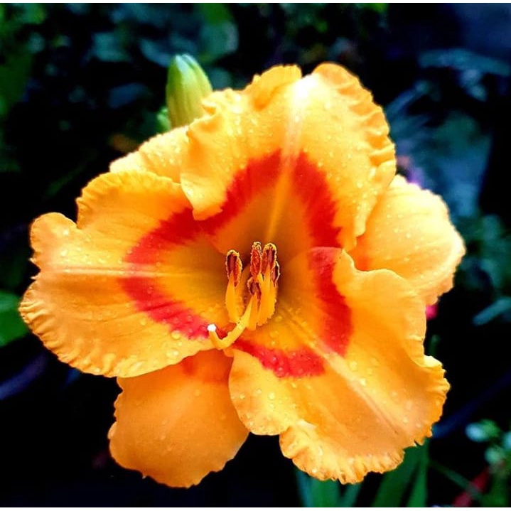 Jual Daylily Batik (Hemerocallis 'Batik') Bibit - Tanaman Hias Bunga ...
