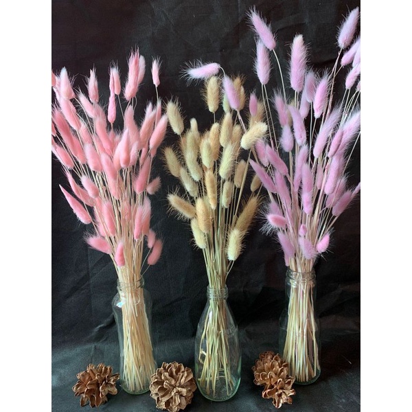 Jual BUNGA LAGURUS / BUNNY TAIL | Shopee Indonesia