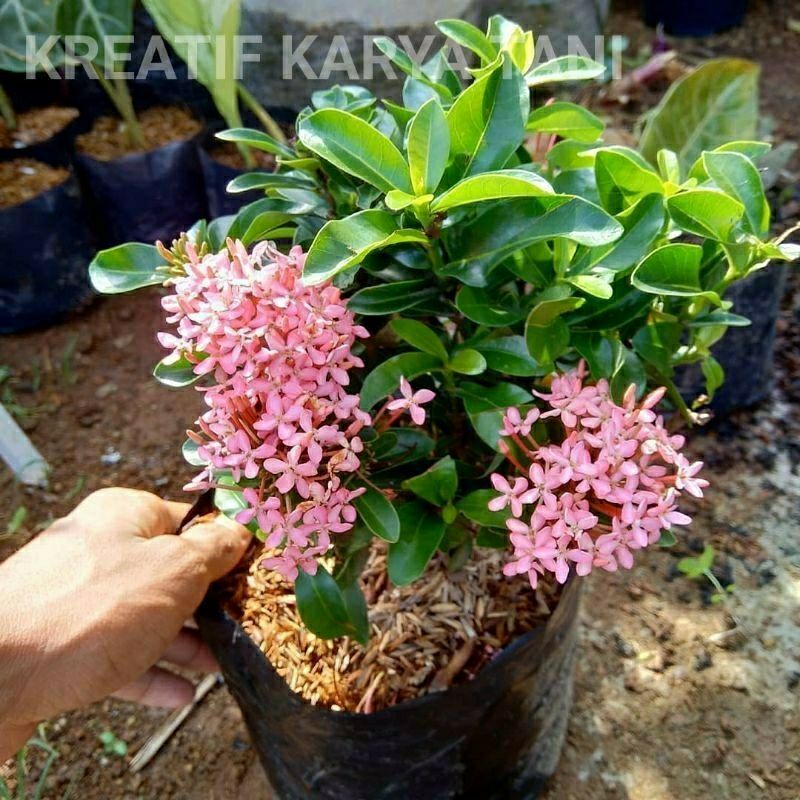 Jual bunga asoka mini suko pink putih kuning orange merah asoka jambon ...