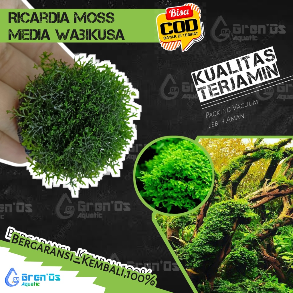 Jual Moss Ricardia Media Wabikusa Tanaman Tumbuhan Aquascape Aquarium ...