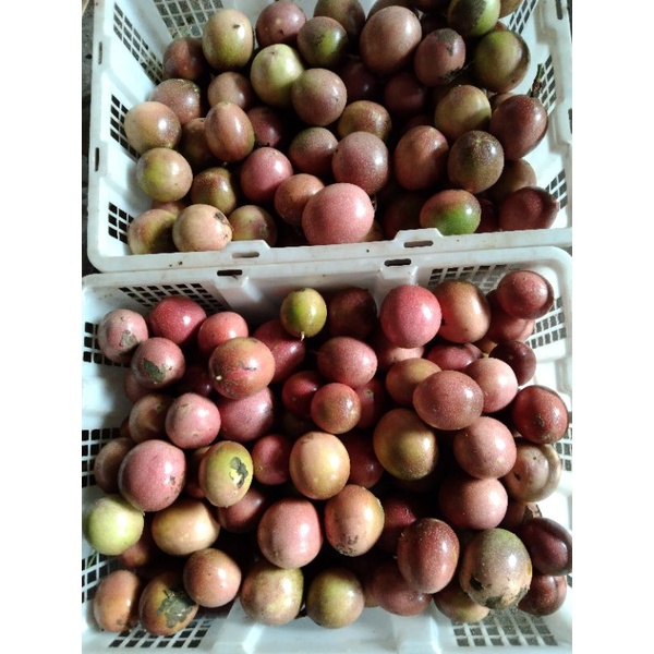 Jual Buah Markisa Merah Segar | 1kg | Shopee Indonesia