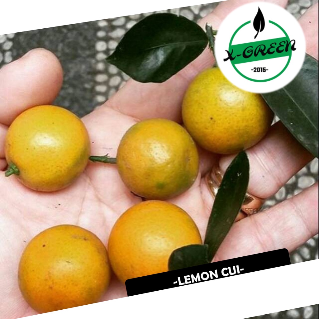 Jual Pohon Buah Jeruk Lemon Cui / Monde - (X-Green) | Shopee Indonesia