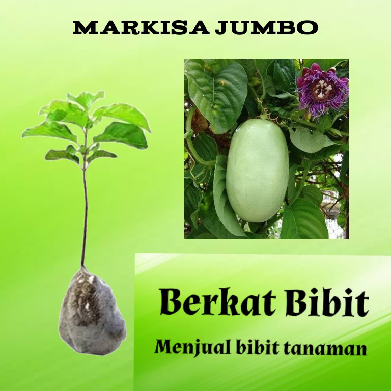 Jual Tanaman Markisa Jumbo | Shopee Indonesia
