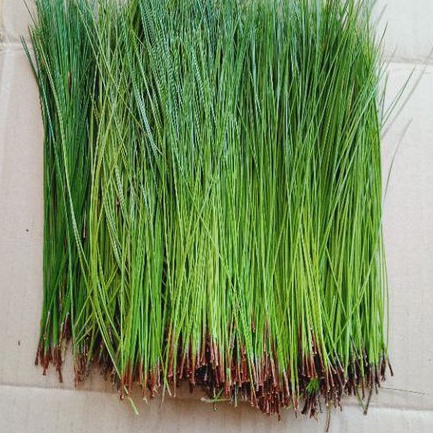 Jual Daun Pinus Segar Obat Herbal 500 g | Shopee Indonesia