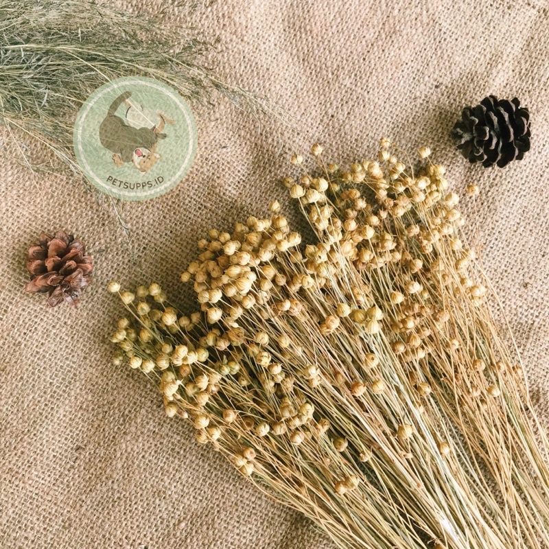 Jual Original Flax spray import china | snack hamster | foraging ...