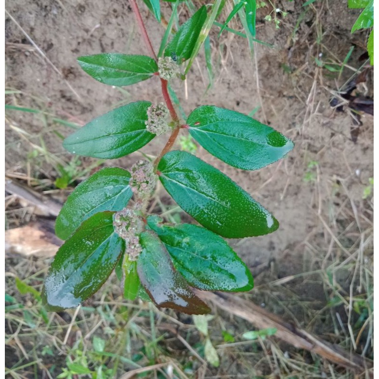 Jual Daun Patikan Kebo Rumput Patikan Kebo Daun Herbal Rumput Herbal ...