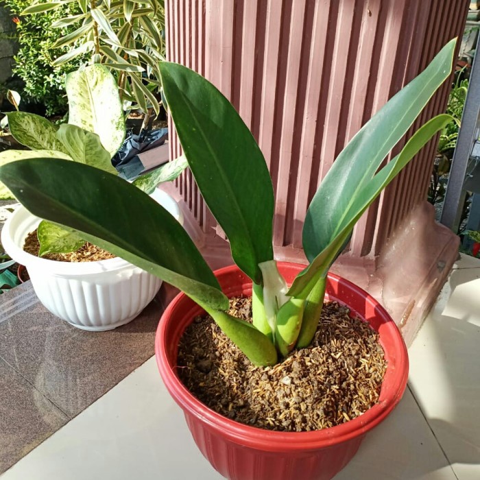 Jual PHILODENDRON MARTIANUM / tanaman hias philo katak | Shopee Indonesia