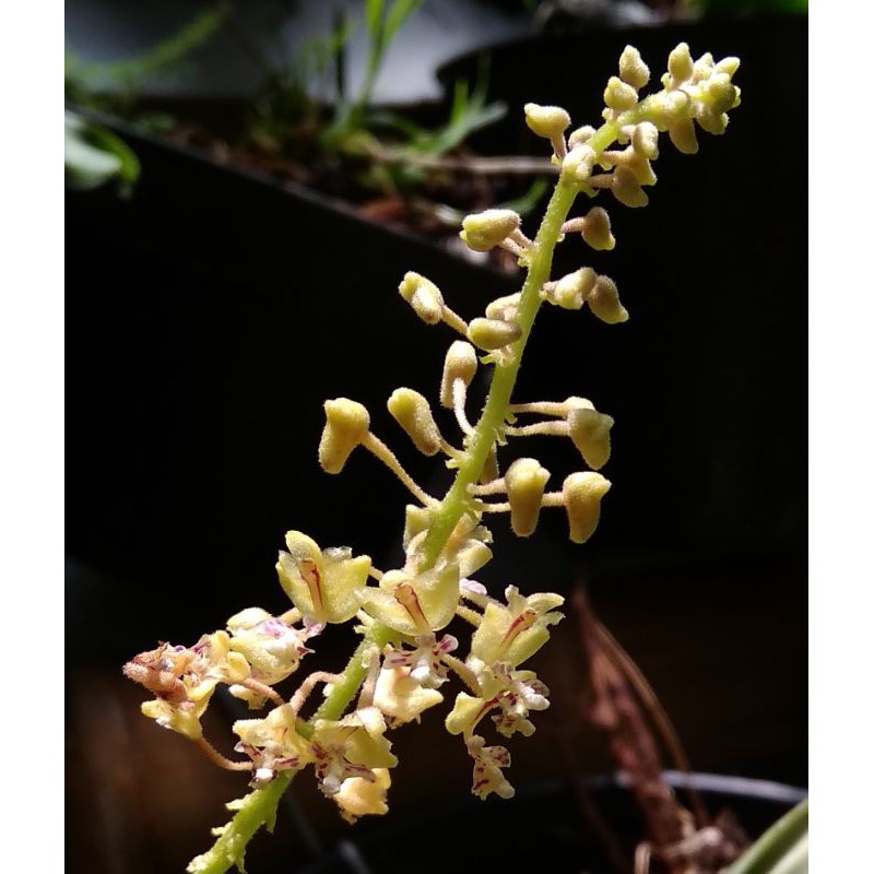 Jual anggrek eria paniculata | Shopee Indonesia
