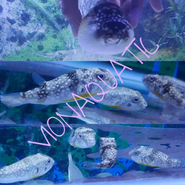 Jual Ikan Hias Buntal Buntel Susu Milk Spotted Puffer Chelonodon Patoca ...
