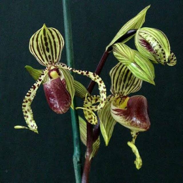Jual Anggrek Paphiopedilum Supardii | Papio Supardi Jumbo ...