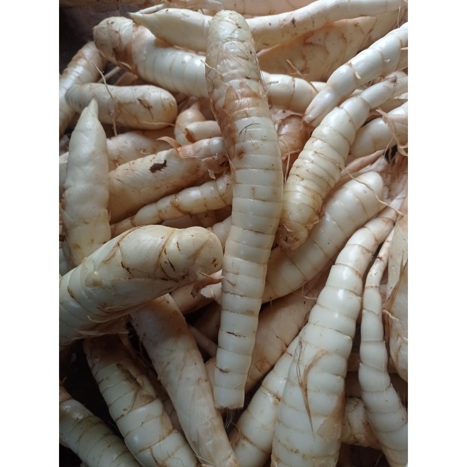 Jual Umbi garut segar alami - umbi garut fresh 1kg | Shopee Indonesia