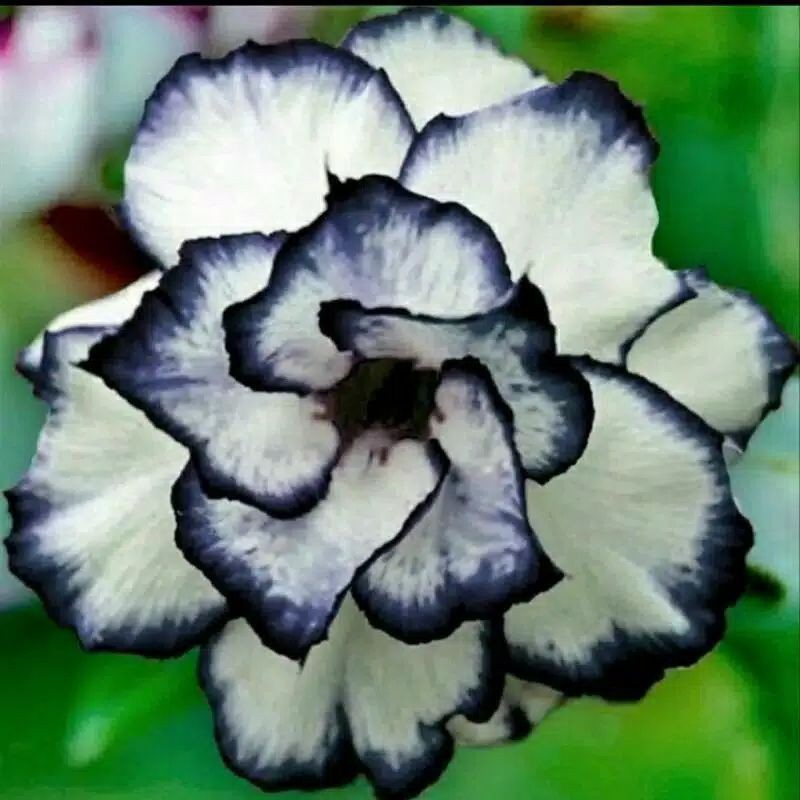 Jual adenium blue purple (Kamboja Jepang) | Shopee Indonesia