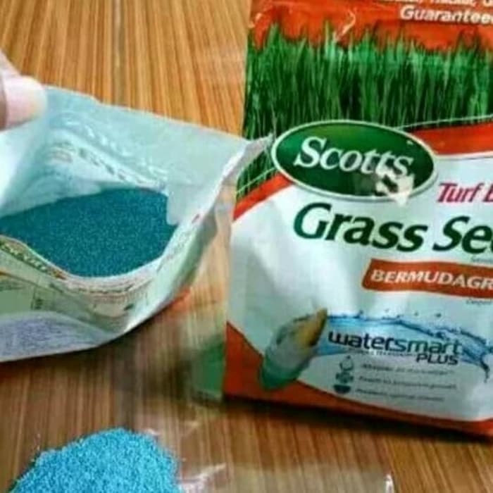 Jual biji benih rumput Bermuda grass 1kg | Shopee Indonesia