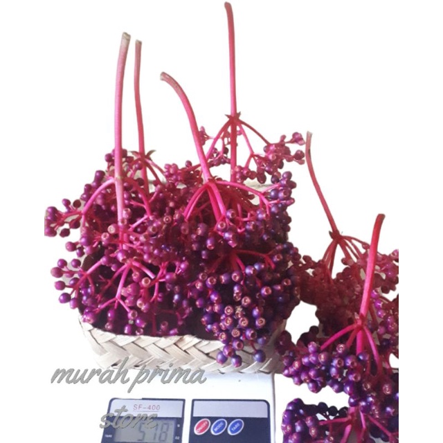 Jual Parijotho Untuk Promil Penyubur Kandunganl 1/4 Kilo Gram Zuriat ...