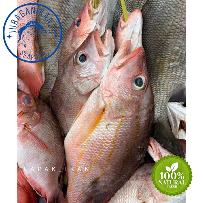Jual Ikan Kakap Tanda (Tompel) Segar 1~Kilogram | Shopee Indonesia