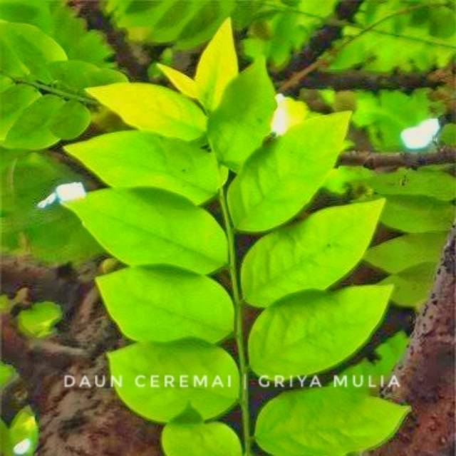 Jual Daun Ceremai segar - Daun cereme segar | Shopee Indonesia