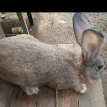 Jual Kelinci Flemish Giant Baby | Shopee Indonesia