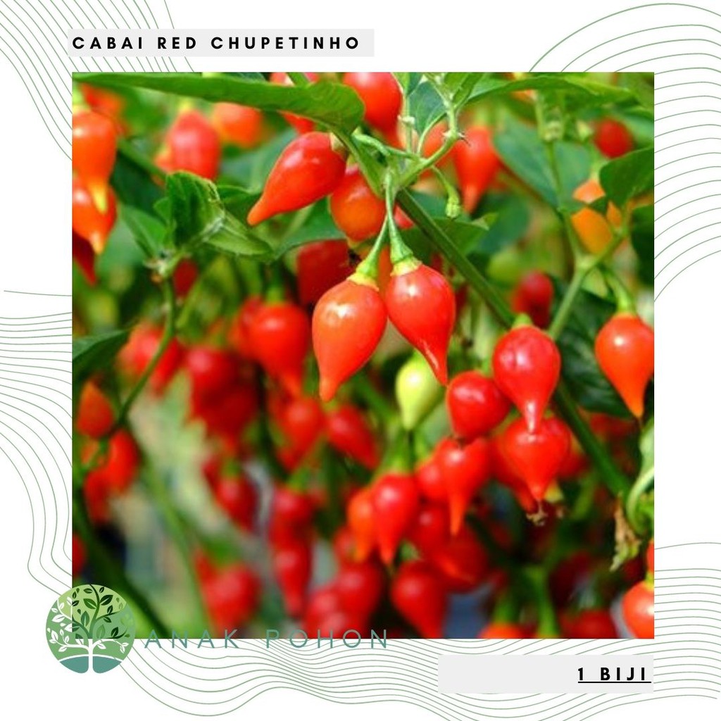 Jual Benih Bibit Biji - Cabai Red Chupetinho Merah Biquinho Cabe Susu ...