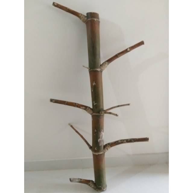 Jual Bambu unik patil lele asli alam panjang 100 cm | Shopee Indonesia