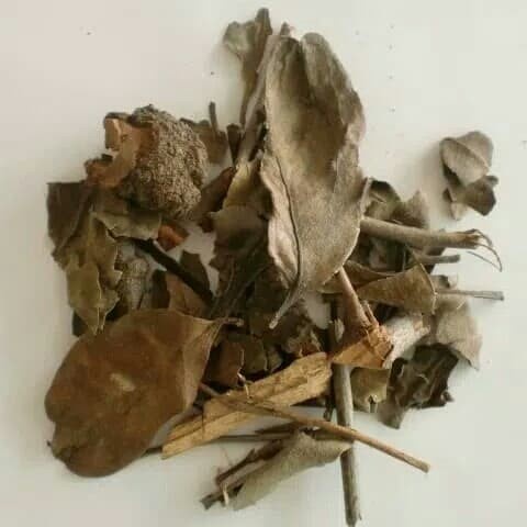 Jual Sang Ji Sheng Mulberry Herb 100 gram | Shopee Indonesia