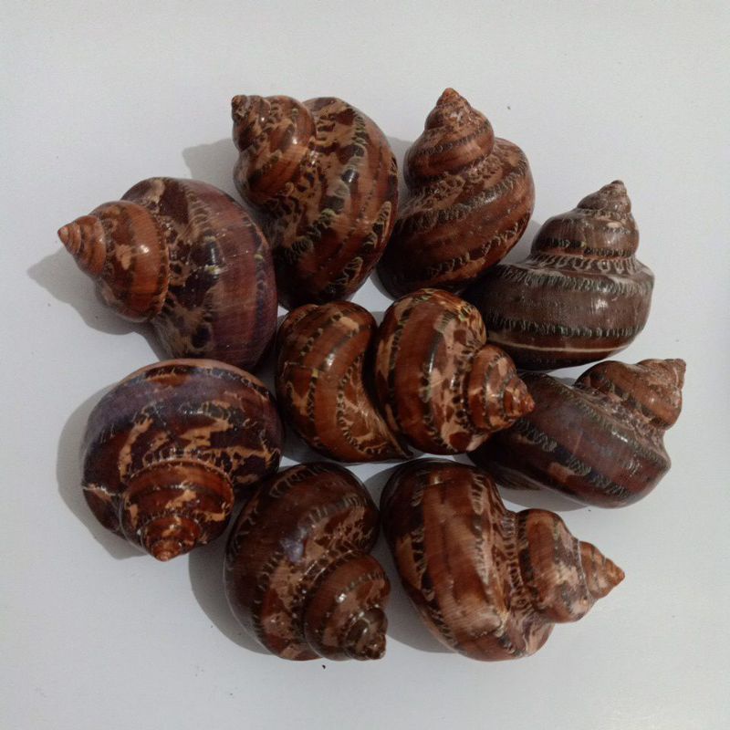 Jual TURBO PETHOLATUS | Shopee Indonesia