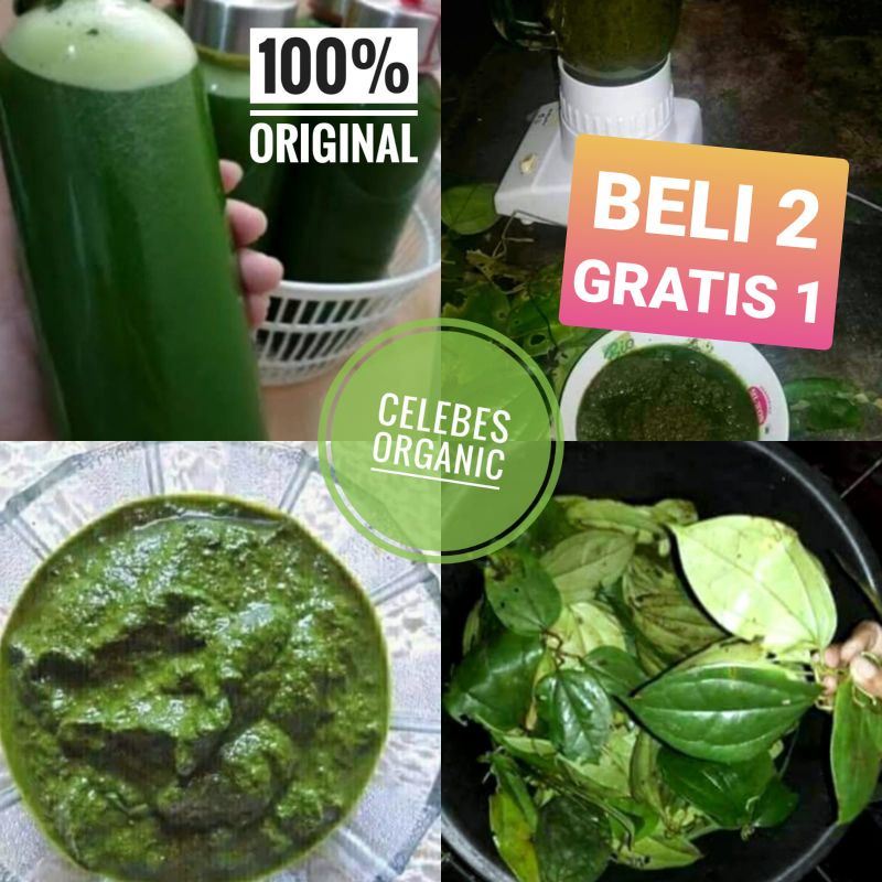 Jual Daun Bungkus Asli 100% Herbal Papua (Smilax Rotundifolia) | Shopee ...