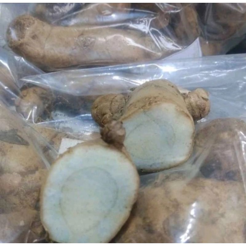 Jual Temulawak Putih segar per 100 gram (original) | Shopee Indonesia