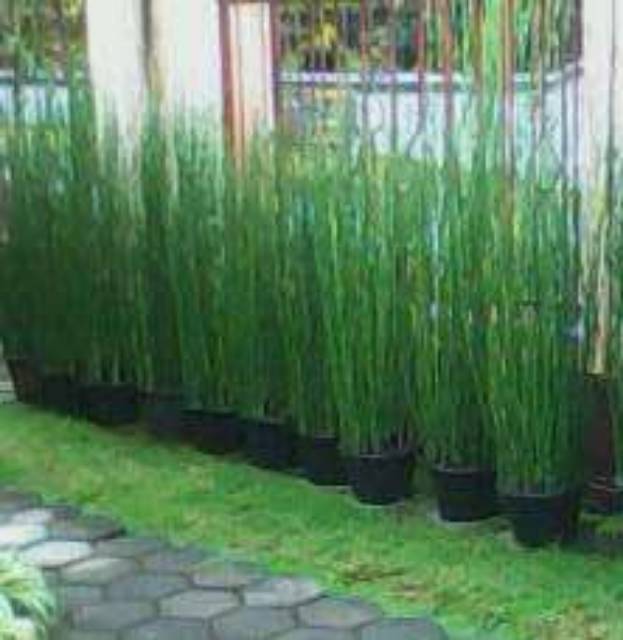 Jual Tanaman Hias Bambu Air | Shopee Indonesia