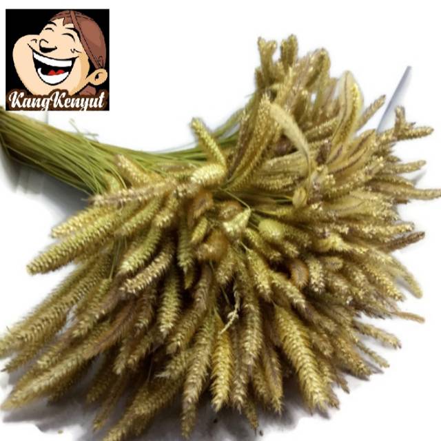 Jual Bunga oson oson/bunga sataria kecil 1 ikat | Shopee Indonesia