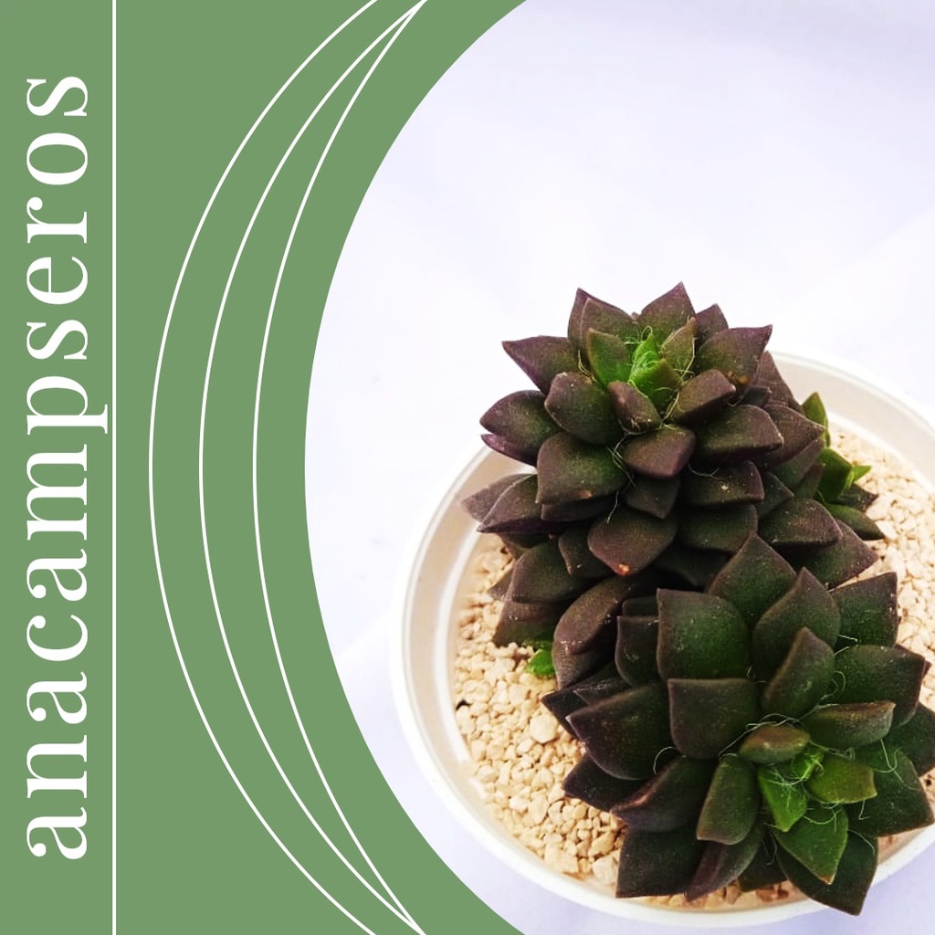 Jual Kaktus Sukulen Bunga Tanaman Hias Hidup Anacampseros Telephiastrum ...