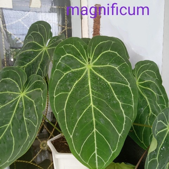 Jual Tanaman hias kuping gajah/anthurium magnifikum ,batang kotak ...