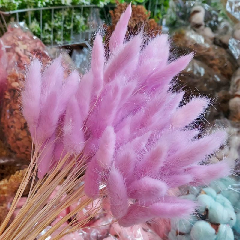 Jual Bunga kering bunny tail lagurus bahan mahar rustic scrapbook bahan ...