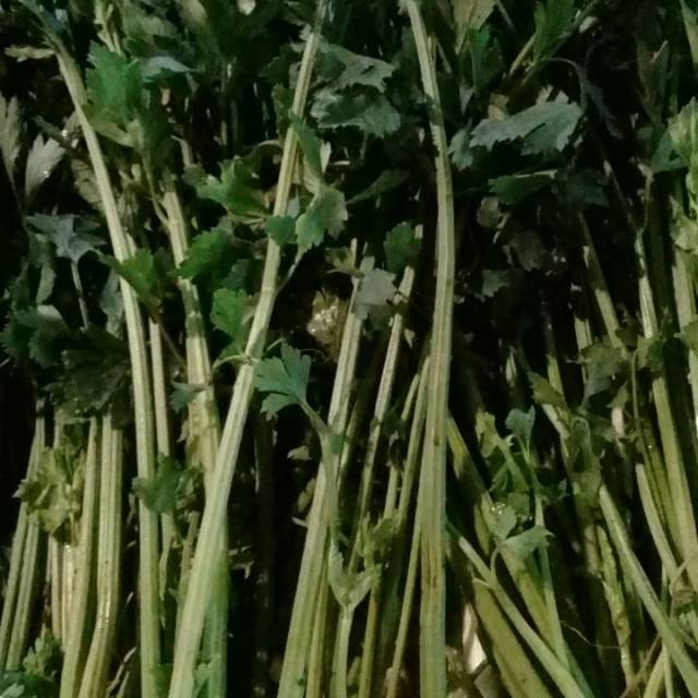 Jual DAUN SELEDRI /DAUN SOP | Shopee Indonesia