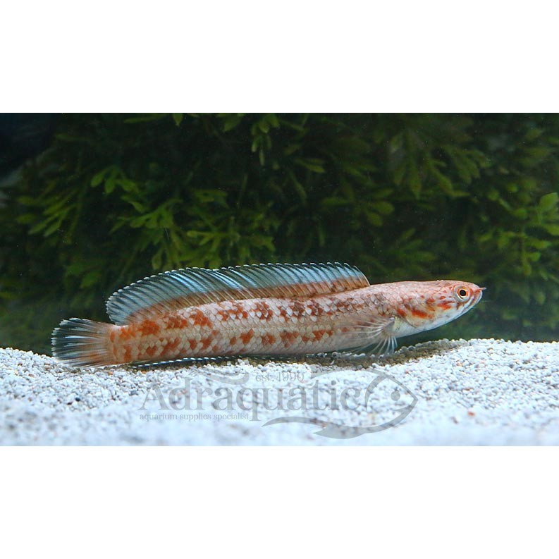 Jual (INSTANT BANDUNG) IKAN HIAS CHANNA ANDRAO CHANNAMARU CHANA ANDREW ...