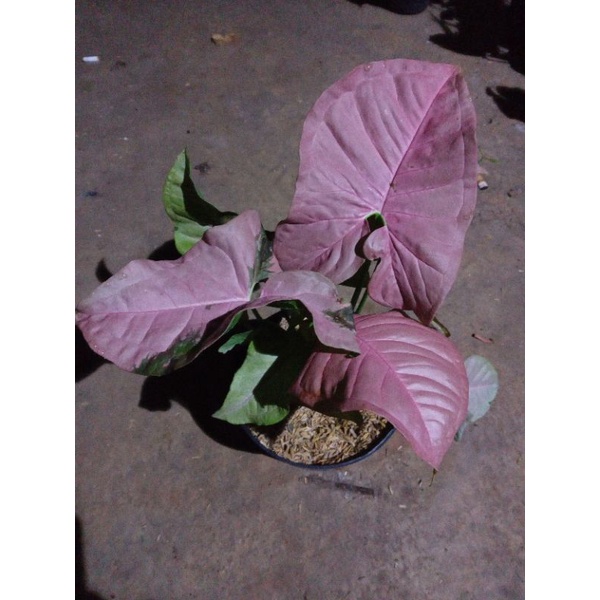 Jual singonium robusta/pink ori ukuran dewasa udah rimbun | Shopee ...