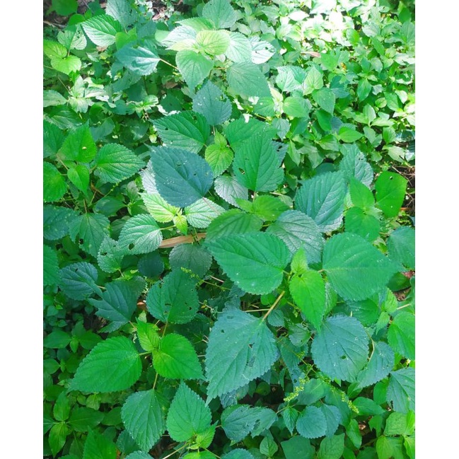 Jual daun pulus atau daun jelatang segar per (250GRAM) | Shopee Indonesia