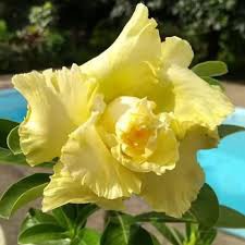 Jual Tanaman Hias Adenium Bunga Kuning Adenium Bunga Tumpuk Obesum