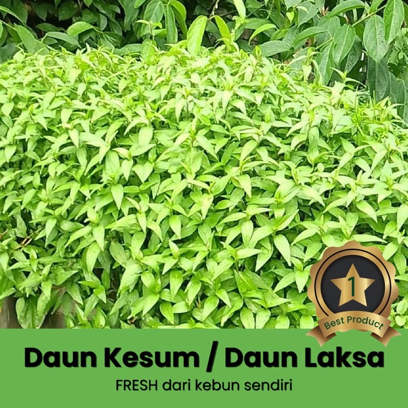 Jual DAUN KESUM / LAKSA / VIETNAM MINT | Shopee Indonesia