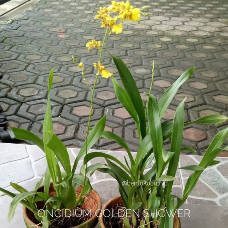 Jual Bibit Tanaman Anggrek Golden Shower - Kecantikan Alami yang Memukau! | Shopee Indonesia