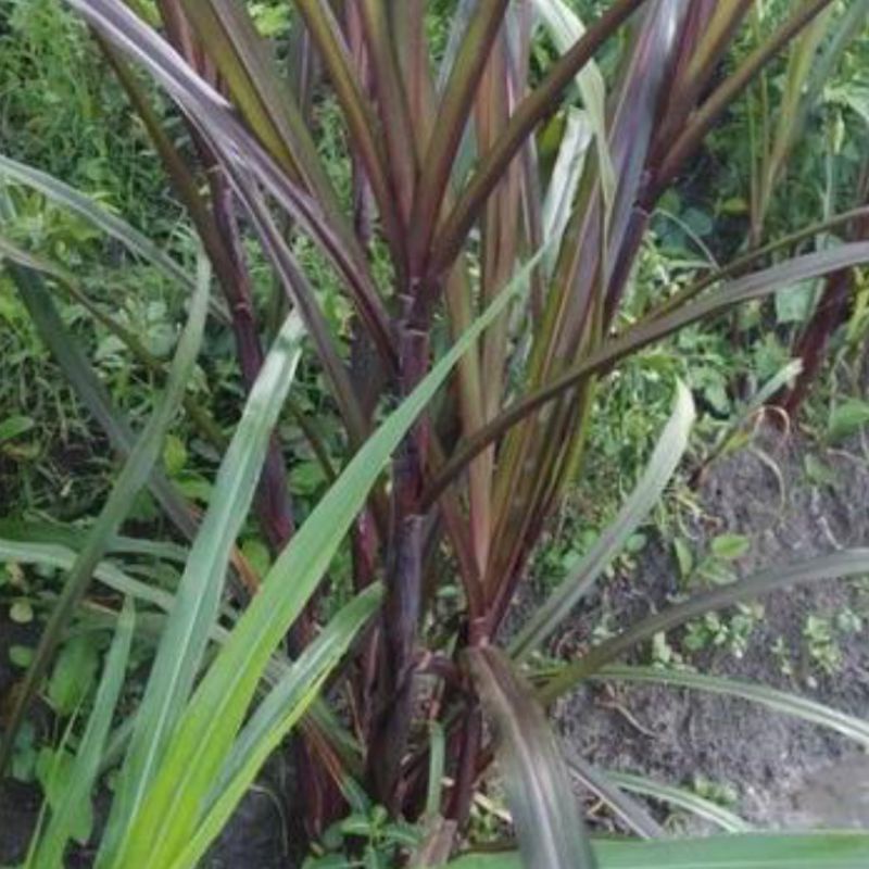Jual Bibit Asli Rumput Red Napier Pakan Ternak Sapi, Kambing, Domba dll ...